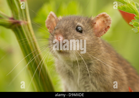 Juvenile Brown rat (Rattus norvegicus) climbing in a wood pile ...