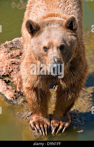 A Syrian brown bear ( Ursus arctos syriacus ) a relatively small ...