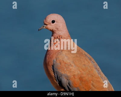 laughing dove (Streptopelia senegalensis, Spilopelia senegalensis ...