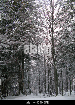 on trail through forest,alpe di mera,piemonte,italy Stock Photo - Alamy