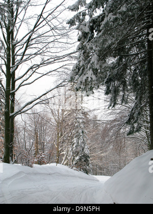 on trail through forest,alpe di mera,piemonte,italy Stock Photo - Alamy