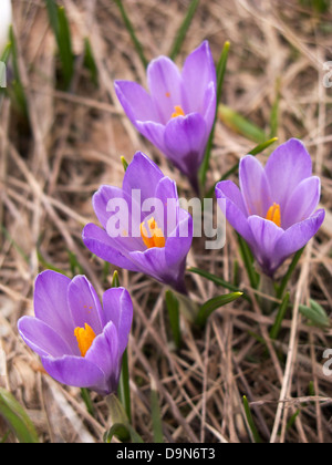 Crocus, Crocus longiflorus Stock Photo - Alamy