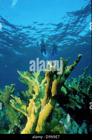 Biscayne National Park offers snorkeling opportunities over the Elkhorn ...