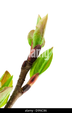 Spring leafs on white background Stock Photo - Alamy