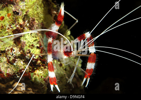 Boxer shrimp. (Stenopus hispidus Stock Photo - Alamy