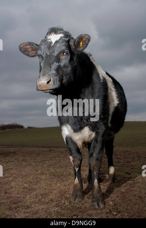 Portrait of a Holstein Friesian dairy cow Stock Photo - Alamy