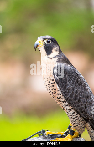 A Peregrine Falcon poses for the camera at the Carolina Raptor Center ...