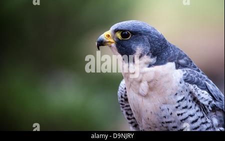 A Peregrine Falcon poses for the camera at the Carolina Raptor Center ...