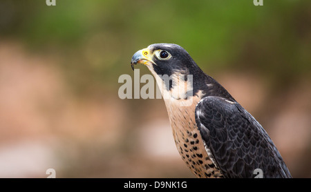 A Peregrine Falcon poses for the camera at the Carolina Raptor Center ...