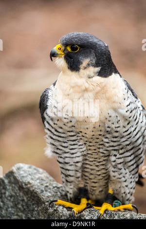 A Peregrine Falcon poses for the camera at the Carolina Raptor Center ...