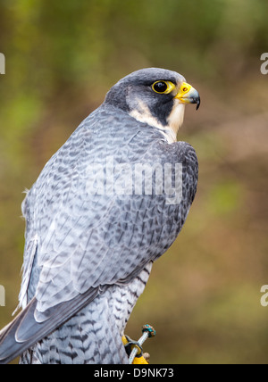 A Peregrine Falcon poses for the camera at the Carolina Raptor Center ...