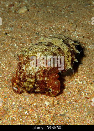 Hooded Cuttlefish (Sepia prashadi Stock Photo - Alamy