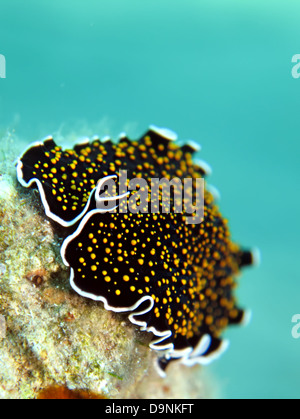 Marine Flatworm, Gold Dotted Flatworm, Thysanozoon nigropapillosum ...