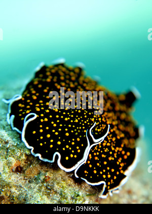 Marine Flatworm, Gold Dotted Flatworm, Thysanozoon nigropapillosum ...