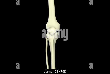 Close-up view of the knee joint bones 3D rendering illustration. Human ...