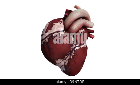 Front view of human heart Stock Photo - Alamy