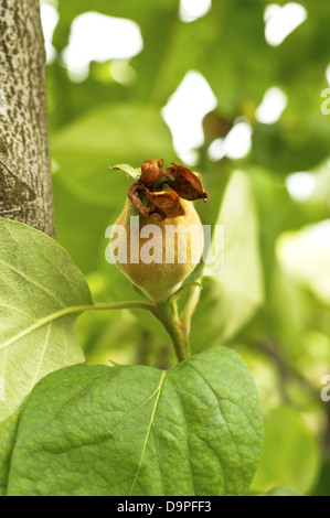 A young unripe quince fruit on a tree. Quince leaves in drops after ...