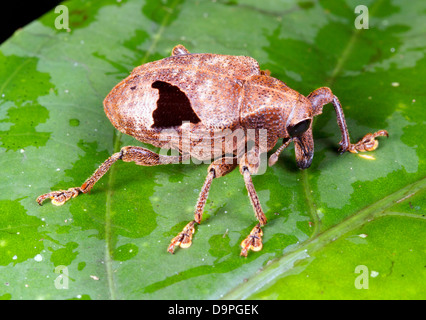 Weevil (Snout beetle), Curculionidae family, Tambopata Nature Reserve ...