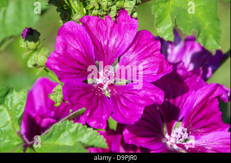 Mallow, malva 01 Stock Photo - Alamy