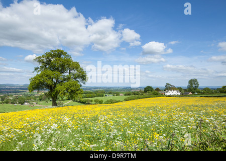 A view across wildflower meadows from the Marcle Ridge near Much Marcle ...
