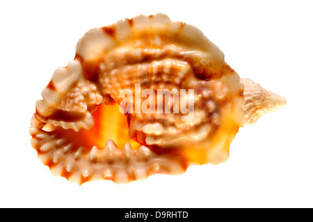 Common Distorsio shell (Distorsio anus) c7cm. Region: Indo-Pacific ...