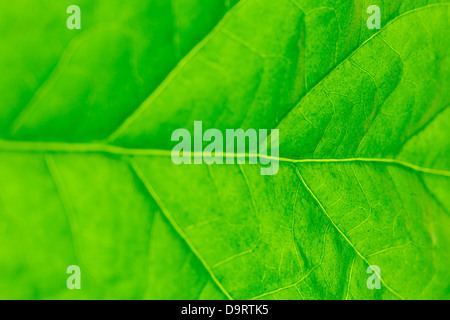Fresh dreen leaf texture macro close-up Stock Photo - Alamy