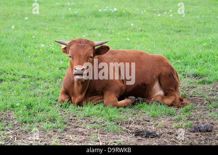 Domestic Cattle, crossbred dairy cow, with severe ringworm infection ...