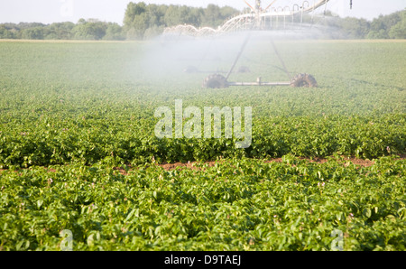 Irrigation sprayer watering field of potatoes, Hollesley, Suffolk ...
