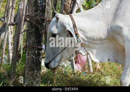 Cow in the Province of Kampot in Cambodia Stock Photo - Alamy