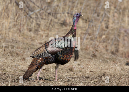 Eastern male Wild Turkey tom (Meleagris gallopavo) strutting with tail ...