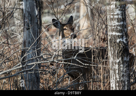 White-tailed doe in spring Stock Photo - Alamy