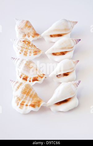 sea shell front and back isolated on white Stock Photo - Alamy