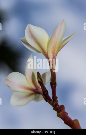 Royalty-free clipart picture of white konkee characters shaking hands ...