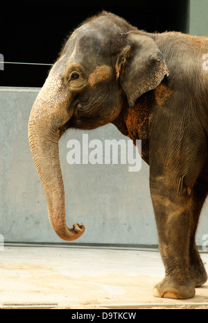 Elephant in the Wilhelma zoo in Stuttgart, Germany Stock Photo - Alamy