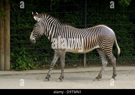 A Zebra photographed in Wilhelma the Zoo of the city of Stuttgart ...