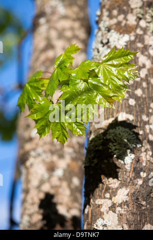 many green maple leaves in spring Stock Photo - Alamy