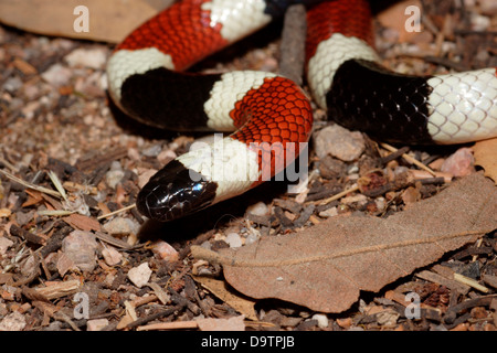 Arizona Coral Snake Stock Photo: 25112597 - Alamy