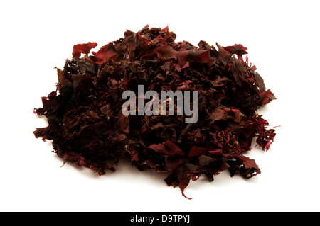 Dulse (Palmaria palmata), and edible seaweed. Seen here in its dried ...