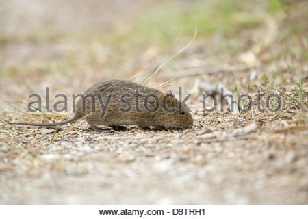 Marsh Rice Rat Oryzomys palustris Brownsville Cameron County Texas ...
