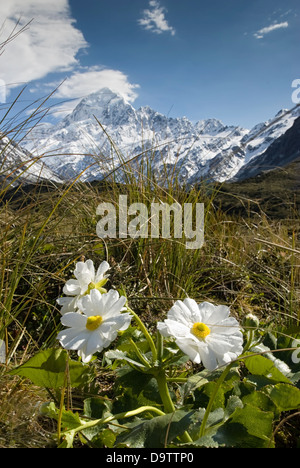 Mt Cook with Lily or Buttercups in the Hooker valley, Mount Cook ...