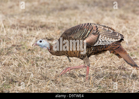 Female Wild Turkey Stock Photo - Alamy