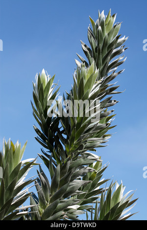 Silver tree (Leucadendron argenteum), flower, flowering, Kirstenbosch ...