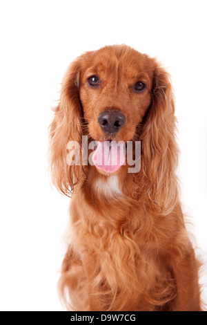 Baby Cocker Spaniel isolated over white background Stock Photo - Alamy
