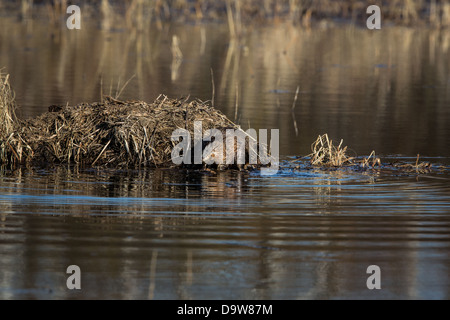 Muskrat (Ondatra zibethicus) lodge, nest build from reed and other ...