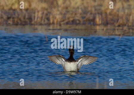 Female ring-necked duck flapping wings Stock Photo - Alamy