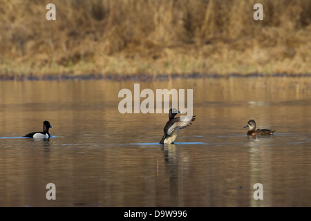 Female ring-necked duck flapping wings Stock Photo - Alamy