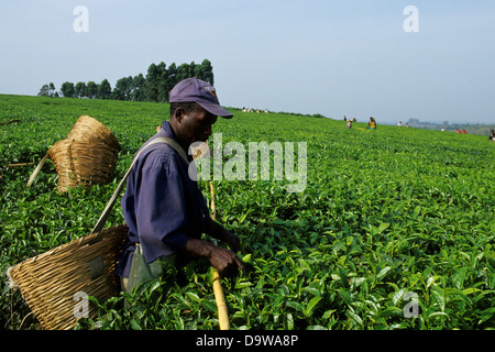 Tea plantation near Fort Portal Uganda Stock Photo: 11847272 - Alamy