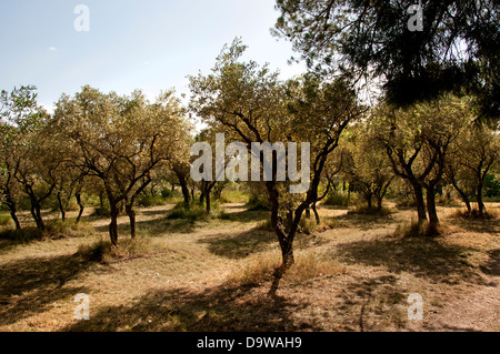 The olive trees Monastery Saint Paul de Mausole Saint Remy de Provence ...