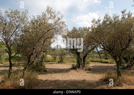 The olive trees Monastery Saint Paul de Mausole Saint Remy de Provence ...