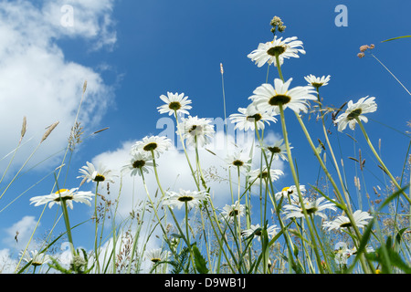 evening shoot of spring daisy flower field Stock Photo - Alamy